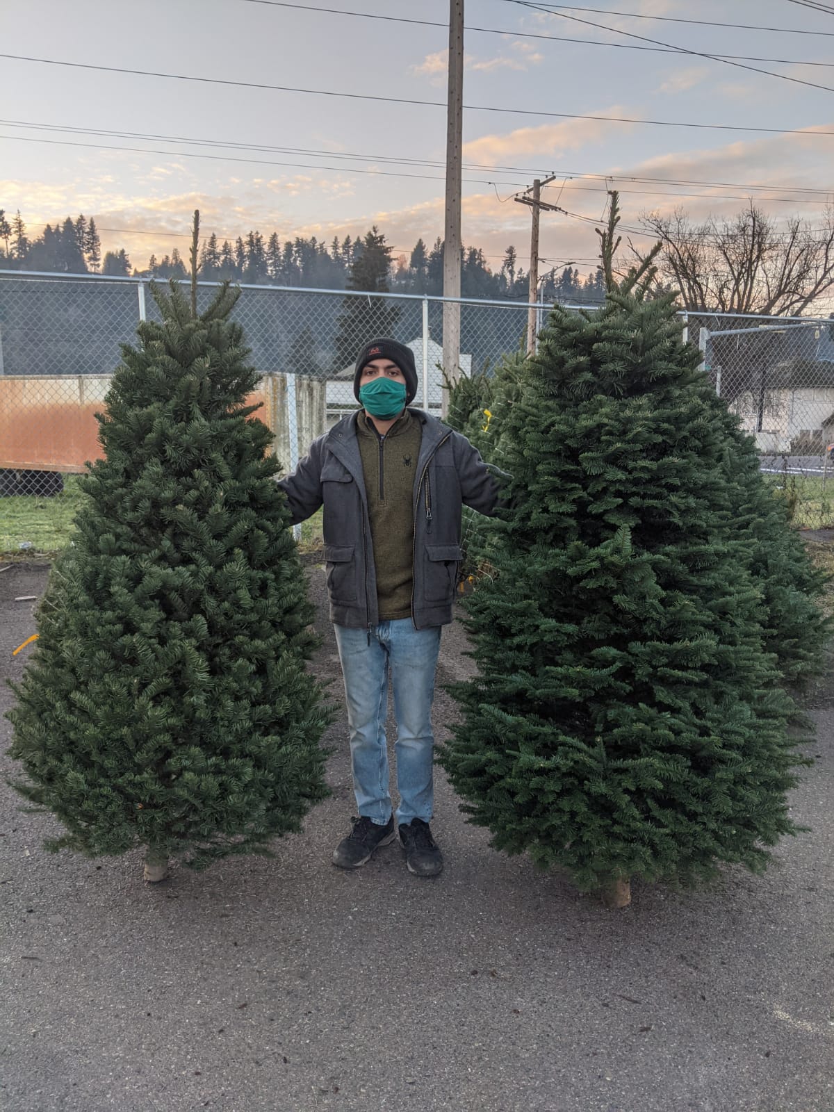 Douglas Fir Christmas Trees